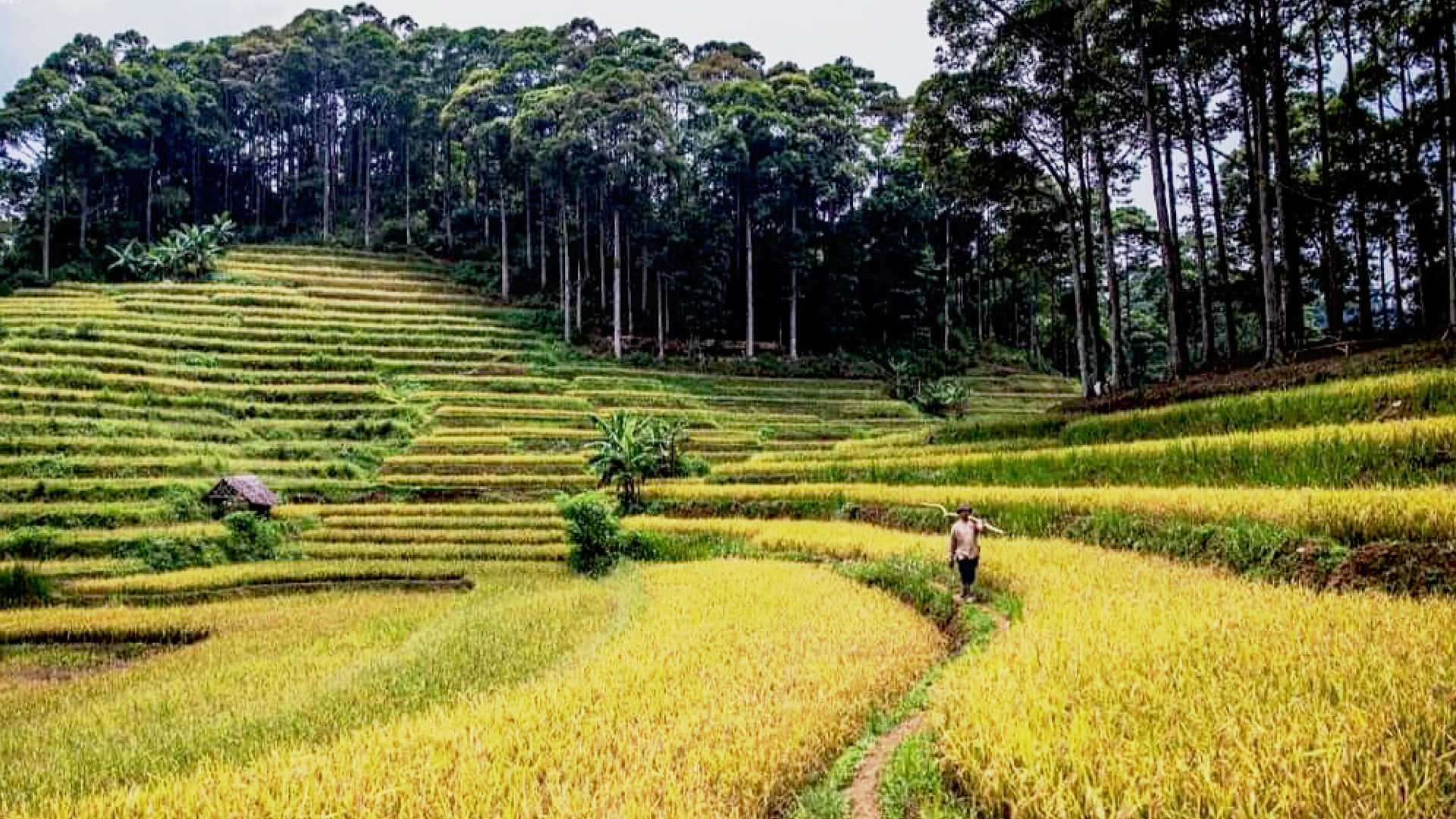 Indonesia - Territories of Life